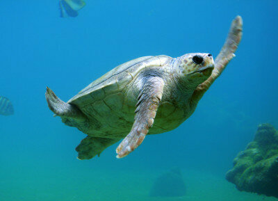 Seyahat acenteleri Tyche, Dubai, foto