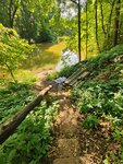 Spring, stream (Moscow Region, Tomilinskiy Forest park), pınar, çay  Moskova ve Moskovskaya oblastından