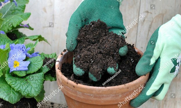 Fidan yetiştiriciliği Hortica Plants, Dubai, foto
