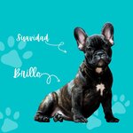Solcitos Chic Salón de Belleza Canino (Provincia de Buenos Aires, Partido de San Isidro), evcil hayvan kuaförleri