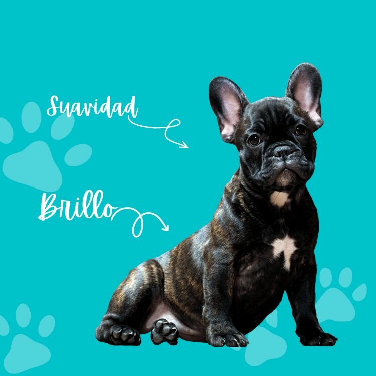 Evcil hayvan kuaförleri Solcitos Chic Salón de Belleza Canino, , foto