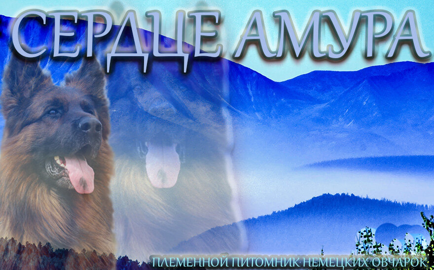 Evcil hayvan yetiştiricileri Сердце Амура, Habarovsk, foto