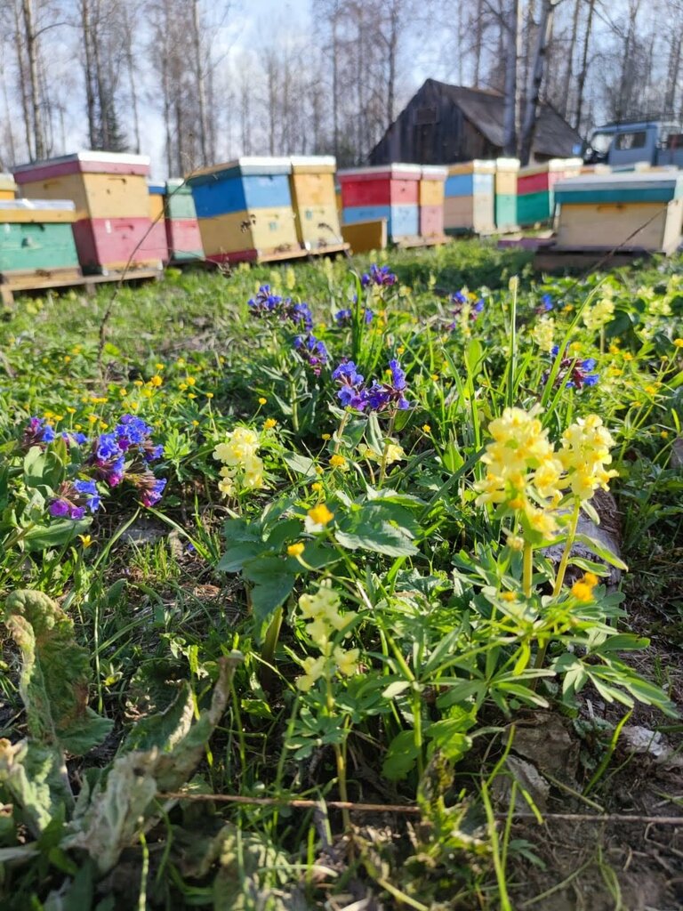 Bal ve arıcılık firmaları Kfh Altai apiary Dorokhin, Altayski krayı, foto