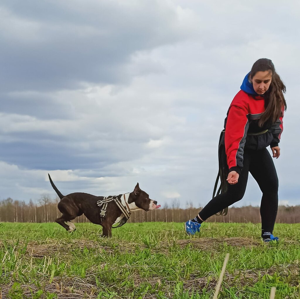Hayvanat bahçesi merkezi Great Dog, Moskova ve Moskovskaya oblastı, foto