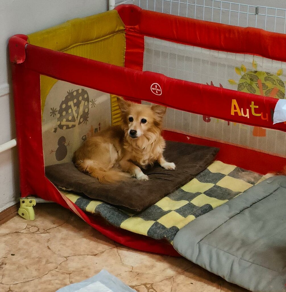 Yardım kuruluşları HelpDogMini, Saint‑Petersburg, foto