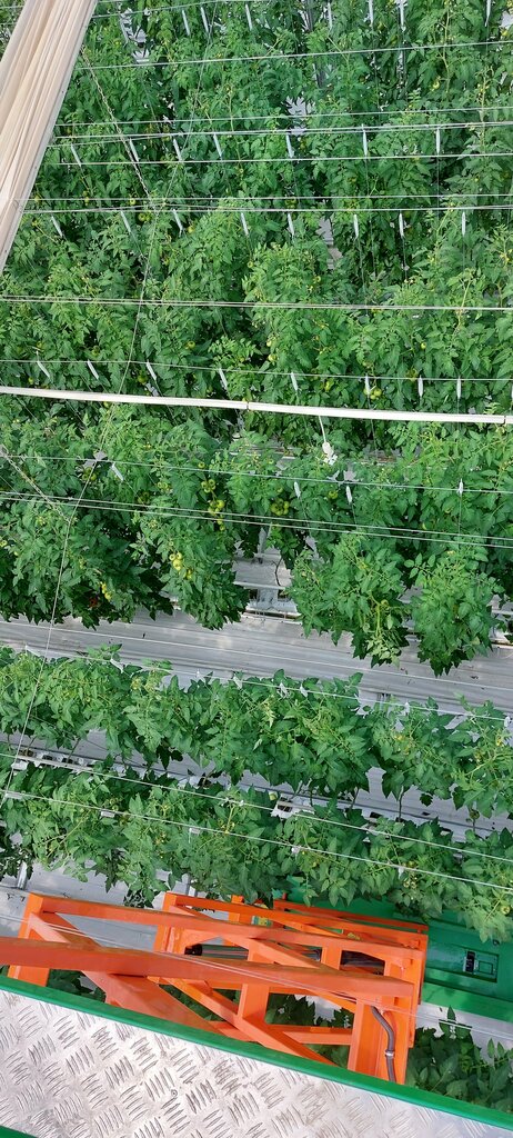 Seracılık ЮгАгроХолдинг, Makhachkala, foto