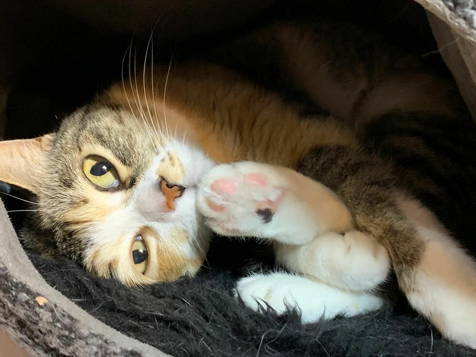 Hayvanların taşınması Pawsome Pets, Dubai, foto