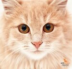 Murkosha (Ostashkovskaya Street No:14с2), hayvan barınakları, kulüpleri ve otelleri  Moskova'dan