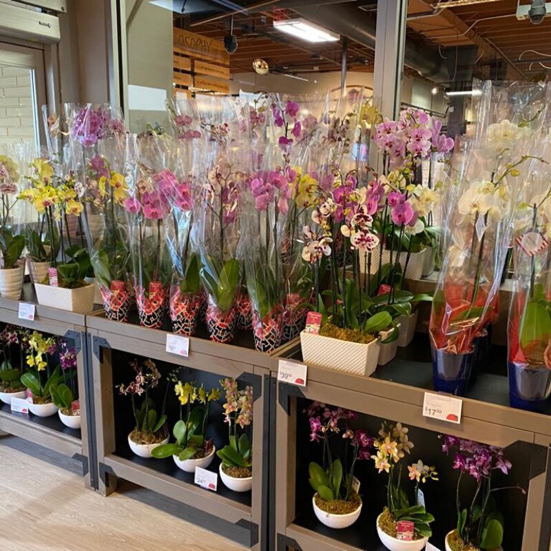 Çiçek teslimatı Flora & More, Florida Eyaleti, foto
