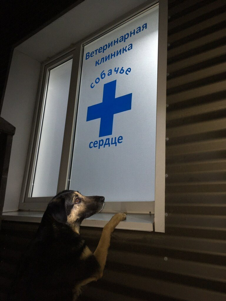 Veteriner klinikleri Собачье Сердце, Pavlovsk, foto