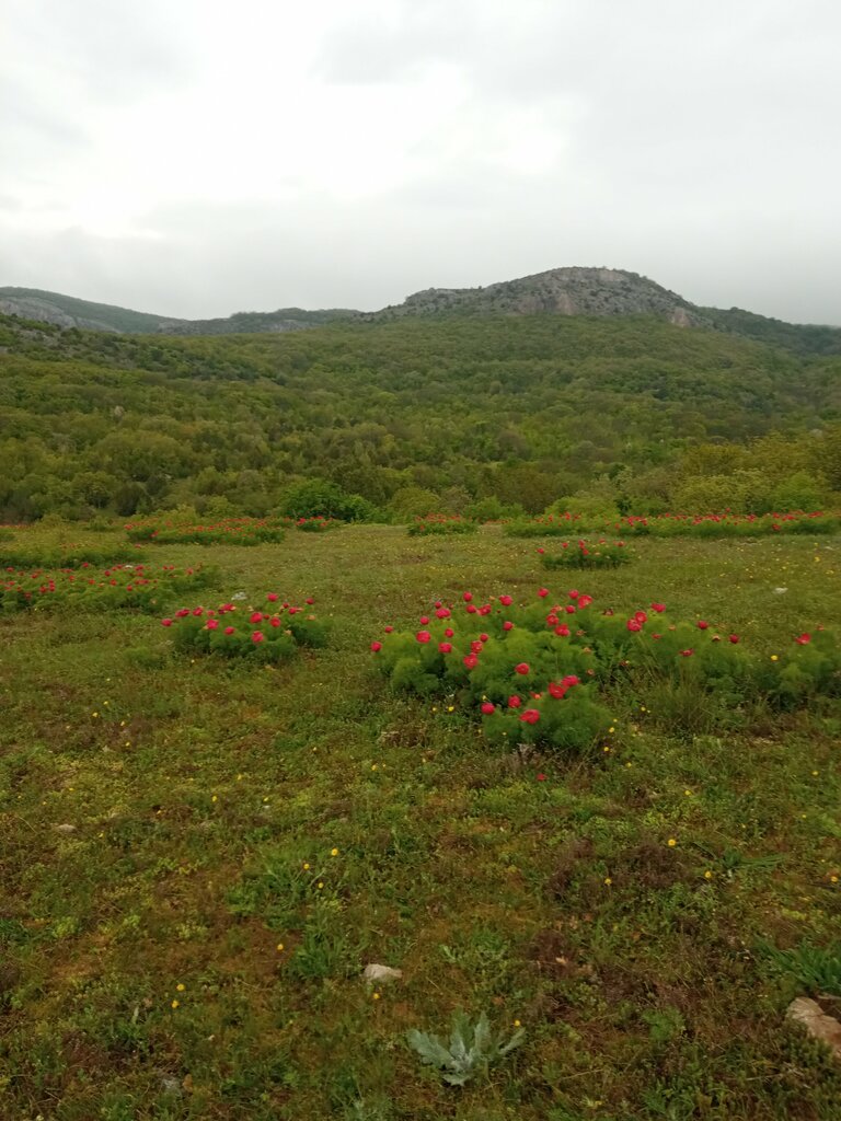 Dağ zirvesi Гора Мачу, Sevastopol, foto