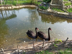 Bird of luck (Molodyozhnaya ulitsa No:20/1, selo Sergiyevka), hayvancılık  Orenburgskaya oblastından