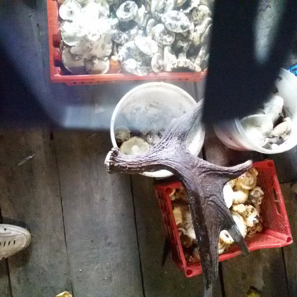 Orman işleri Kuzovatovsky leskhoz, Ulyanovskaya oblastı, foto