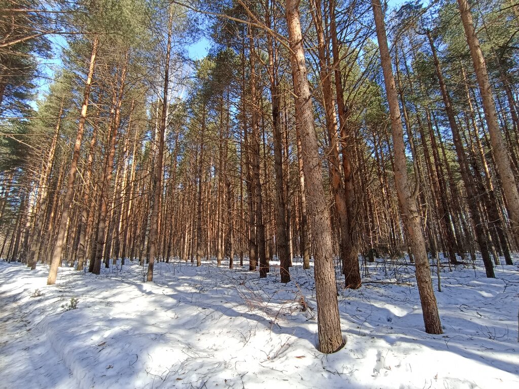 Doğa koruma alanı особо охраняемая природная территория Ляпинский бор, Yaroslavskaya oblastı, foto