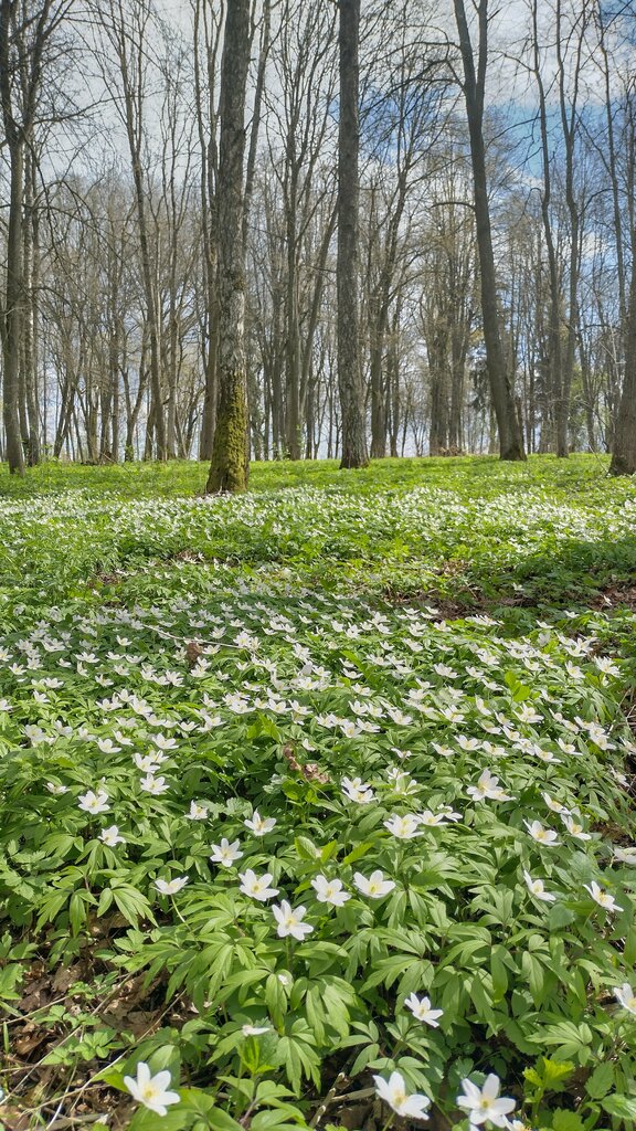 Kültür ve eğlence parkları Приусадебный парк Пузынов, Minskaya oblastı, foto