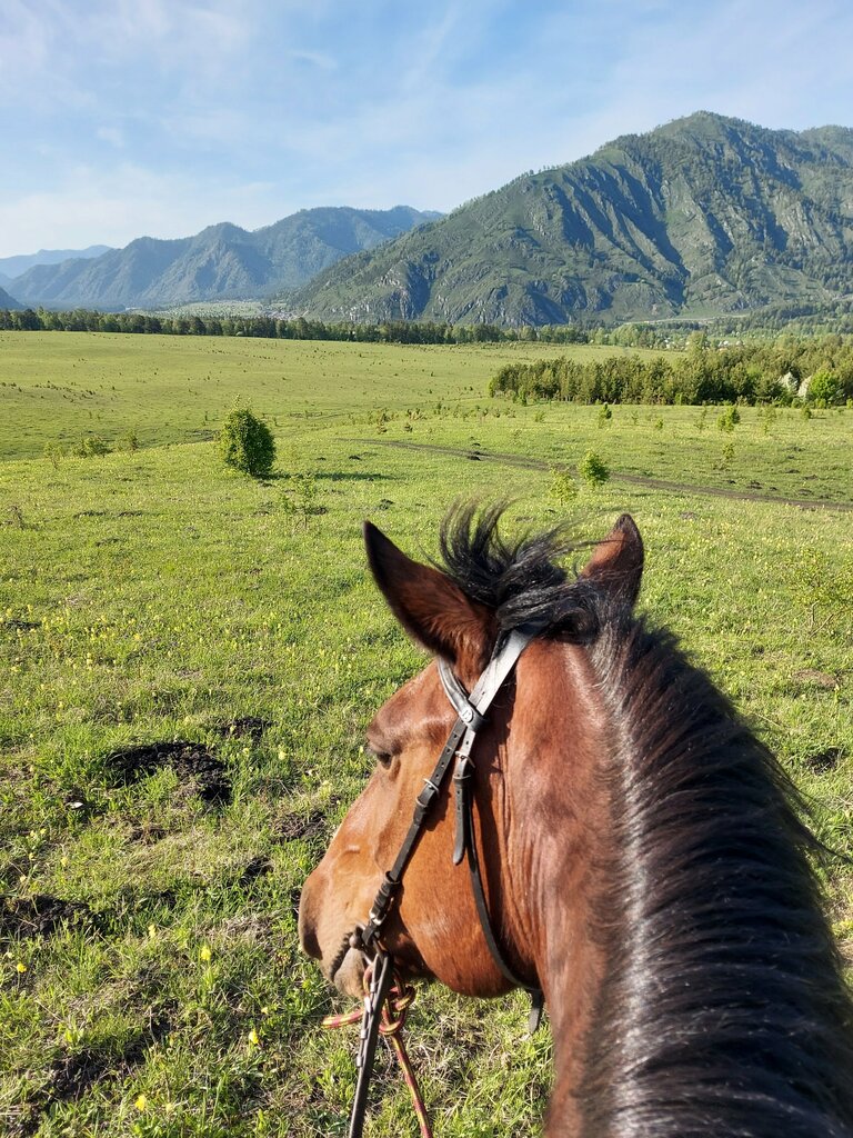 At ve binicilik kulüpleri Indigo, Altay Cumhuriyeti, foto