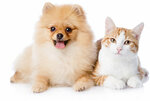Mr Pets (30, Myadif Street, W9, Abu Dhabi), evcil hayvan kuaförleri