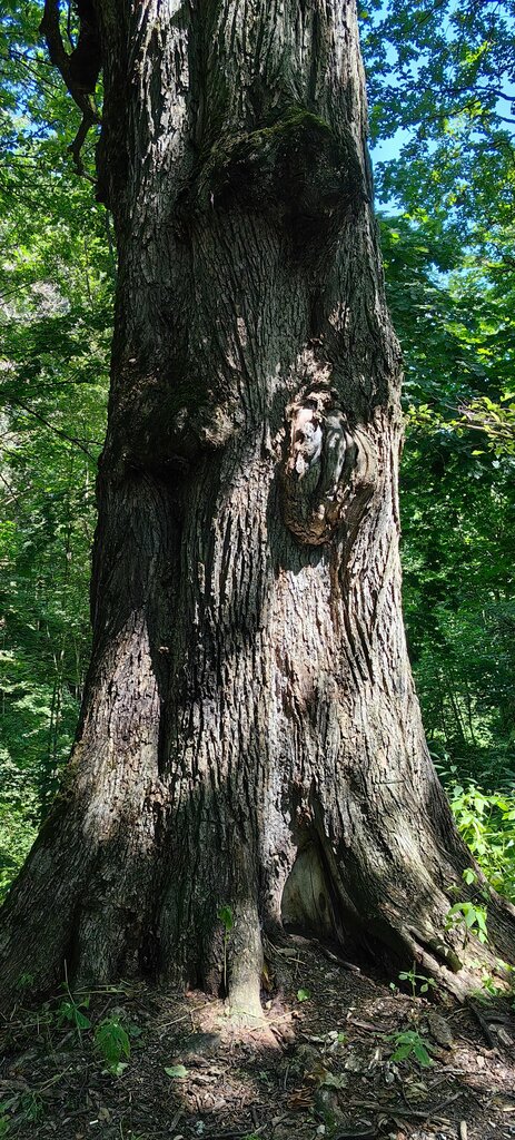 Doğa Трёхсотпятидесятилетний вяз, Smolenskaya oblastı, foto