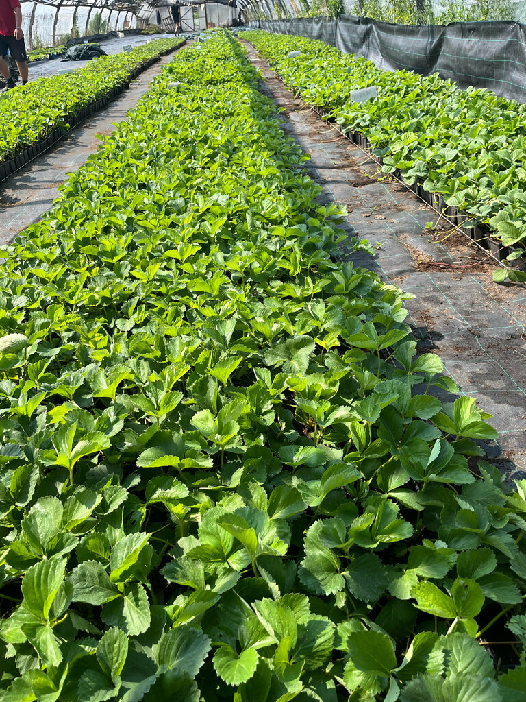Sera ve bahçe ürünleri СПК Приупские зори, Tulskaya oblastı, foto