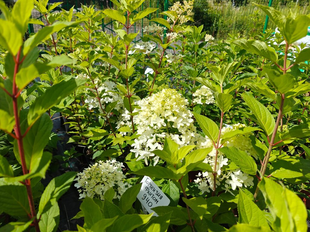 Sera ve bahçe ürünleri ДимДим, Moskova ve Moskovskaya oblastı, foto