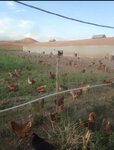 Ergin Gıda (Cami-i Kebir Mahallesi, Zara Yolu 10. Km., 58070 Sivas Merkez/Sivas), kanatlı hayvan ürünleri ve yumurta  Sivas'tan