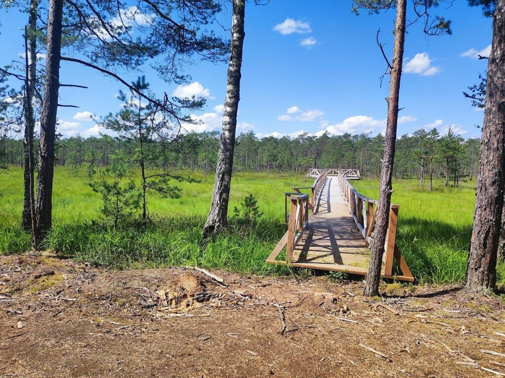 Turistik yerler Пешеходный экологический маршрут К мёртвому озеру, Smolenskaya oblastı, foto