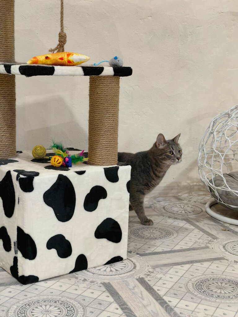 Pet otel Гостиница для животных, Moskova ve Moskovskaya oblastı, foto