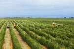 Arbekina Fidancılık & Hermus Olive Oil (Manisa, Köprübaşı, Gölbaşı Mah., Golbası Sok.), fidan yetiştiriciliği  Köprübaşı'dan