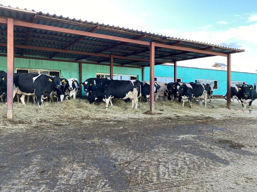 Hayvancılık Prigorodniy, Saint‑Petersburg ve Leningradskaya oblastı, foto