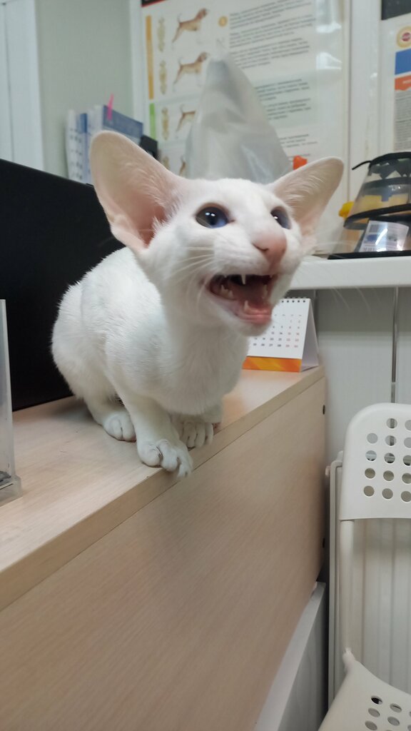 Veteriner klinikleri Pet Prioriret, Saint‑Petersburg, foto