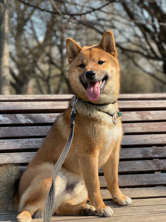 Evcil hayvan yetiştiricileri Aiken Sagarime kennel, Sergiyev Posad, foto
