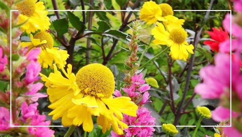 Tohum satan yerler Internet-magazin Chudo-Klumba, Koroliov, foto