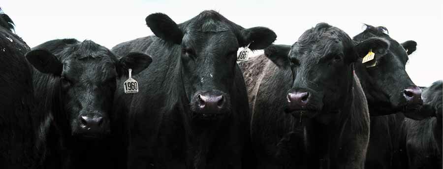 Tarım ürünleri firmaları Верхневолжский животноводческий комплекс, Tverskaya oblastı, foto