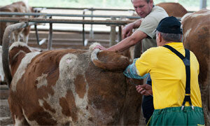 Hayvancılık Gusp Bashplemservis, Ufa, foto