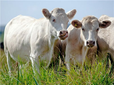 Hayvancılık Gusp Bashplemservis, Ufa, foto