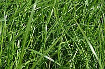 Şehir planlama Zelyonyye kvartaly, Krasnoyarsk, foto