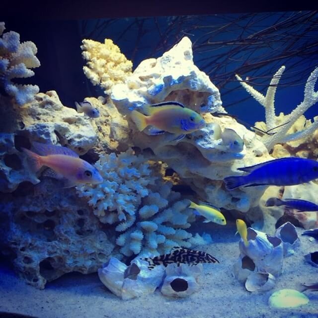 Akvaryumlar Salon akvariumistiki Fishman, Yekaterinburg, foto