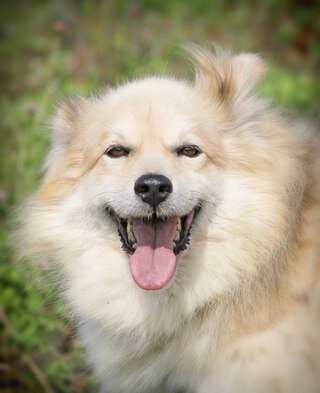 Petshop Одежда и аксессуары для животных, Podolsk, foto