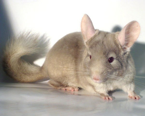 Evcil hayvan yetiştiricileri Pitomnik shinshill Shicca, Rostovskaya oblastı, foto