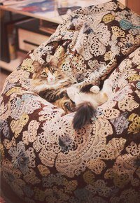 Mobilya mağazaları Bean-bag Dreampuff.ru, Petrozavodsk, foto