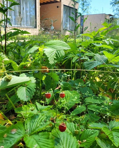 Tatil köyleri Strawberry Glade, Tverskaya oblastı, foto