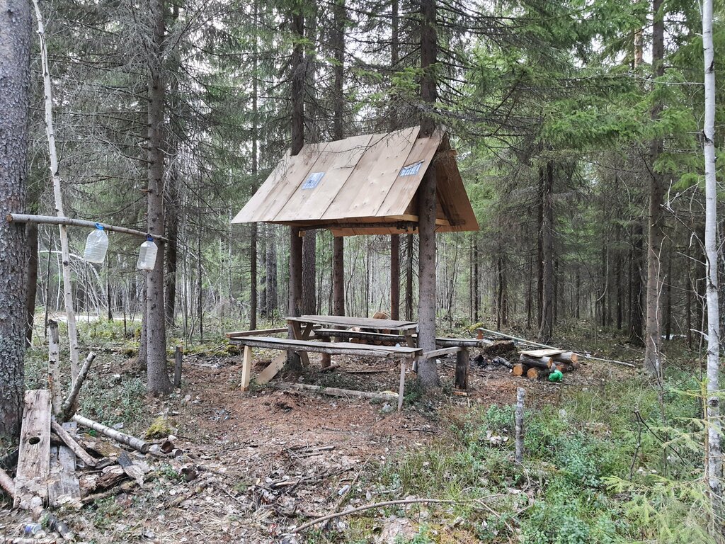 Orman Ширшинский лес, Arhangelskaya oblastı, foto