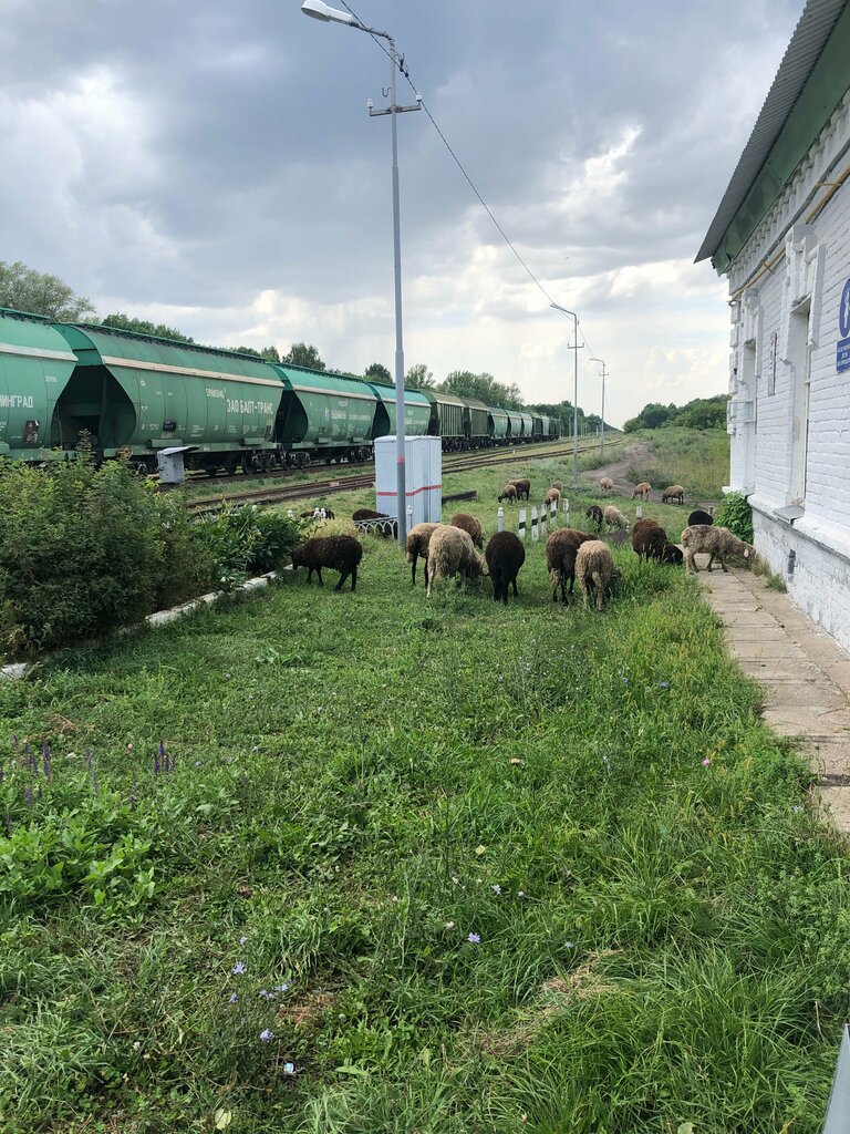 Tren istasyonu станция Подснежная, Saratovskaya oblastı, foto