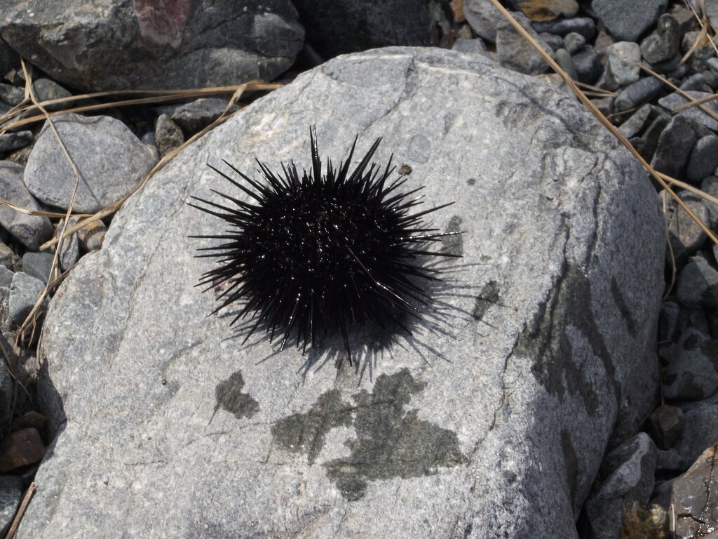 Plaj Пляж, Primoriye, foto