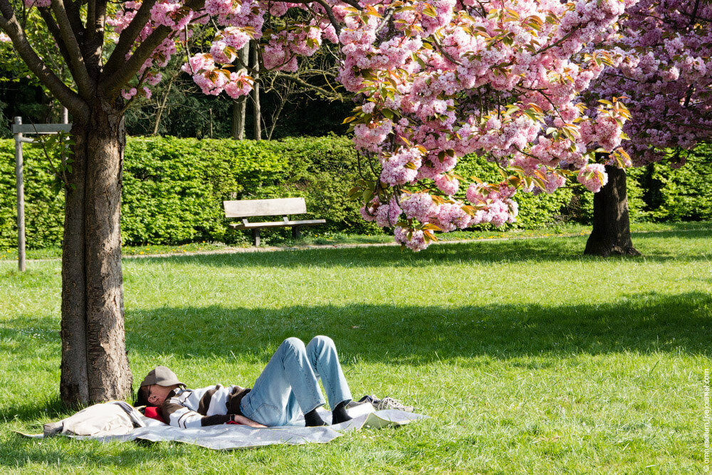 Bahçecilik dernekleri ve kuruluşları SNT Zelyony veter 1, Moskova ve Moskovskaya oblastı, foto