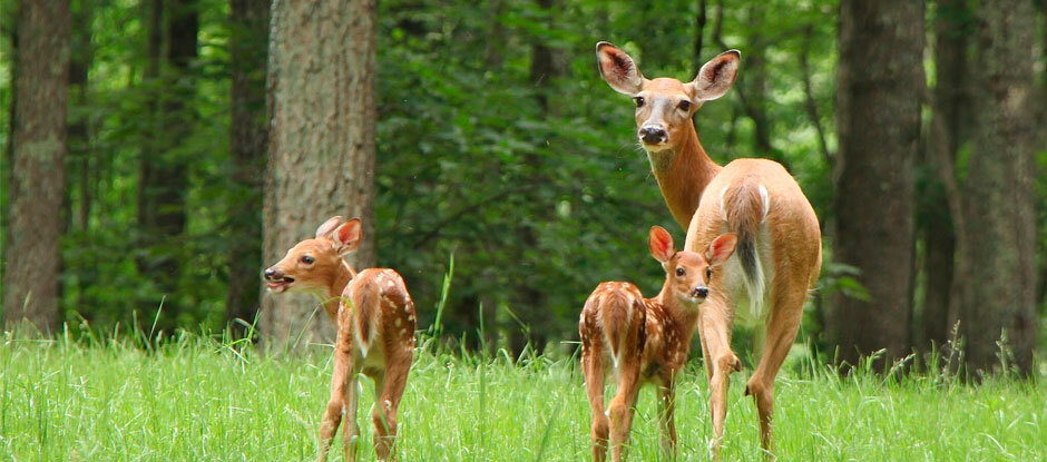 Arazi dizisi Poselok Yasnyye gorki, Vidnoye, foto
