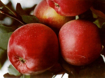 Sera ve bahçe ürünleri Plodopitomnik Dachnik, Artiomovski, foto