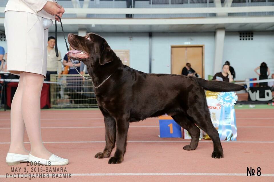 Evcil hayvan yetiştiricileri Pitomnik farvist gold, Çeliabinsk, foto