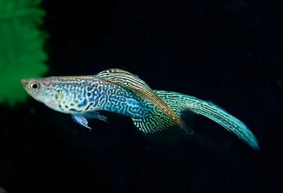 Akvaryumlar Aquamegamall.ru, Moskova, foto