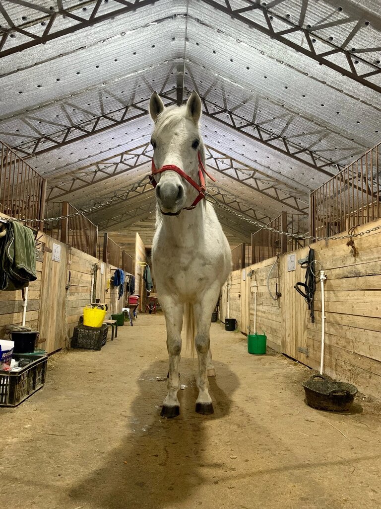 At ve binicilik kulüpleri ЧК Позитив, Moskova ve Moskovskaya oblastı, foto